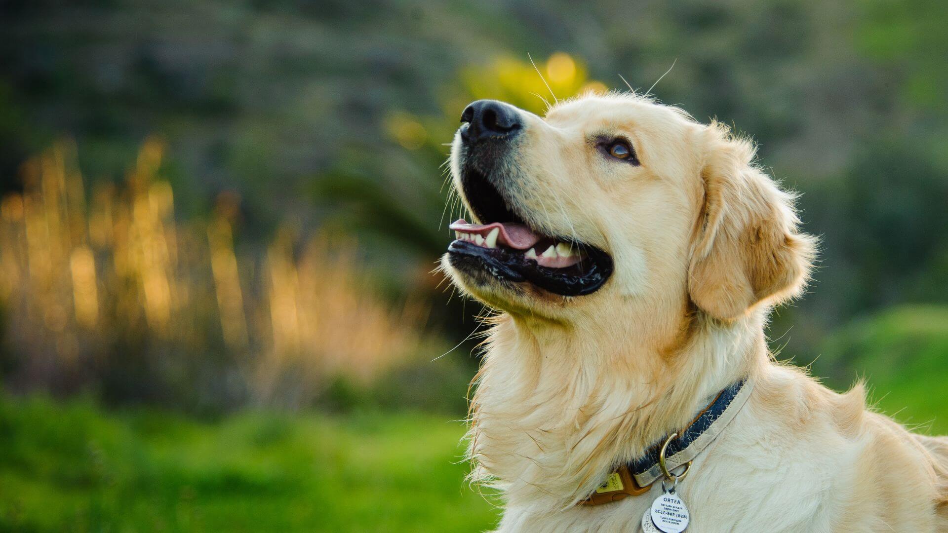 Pet Pharmacy In Toronto, ON | Star Veterinary Hospital