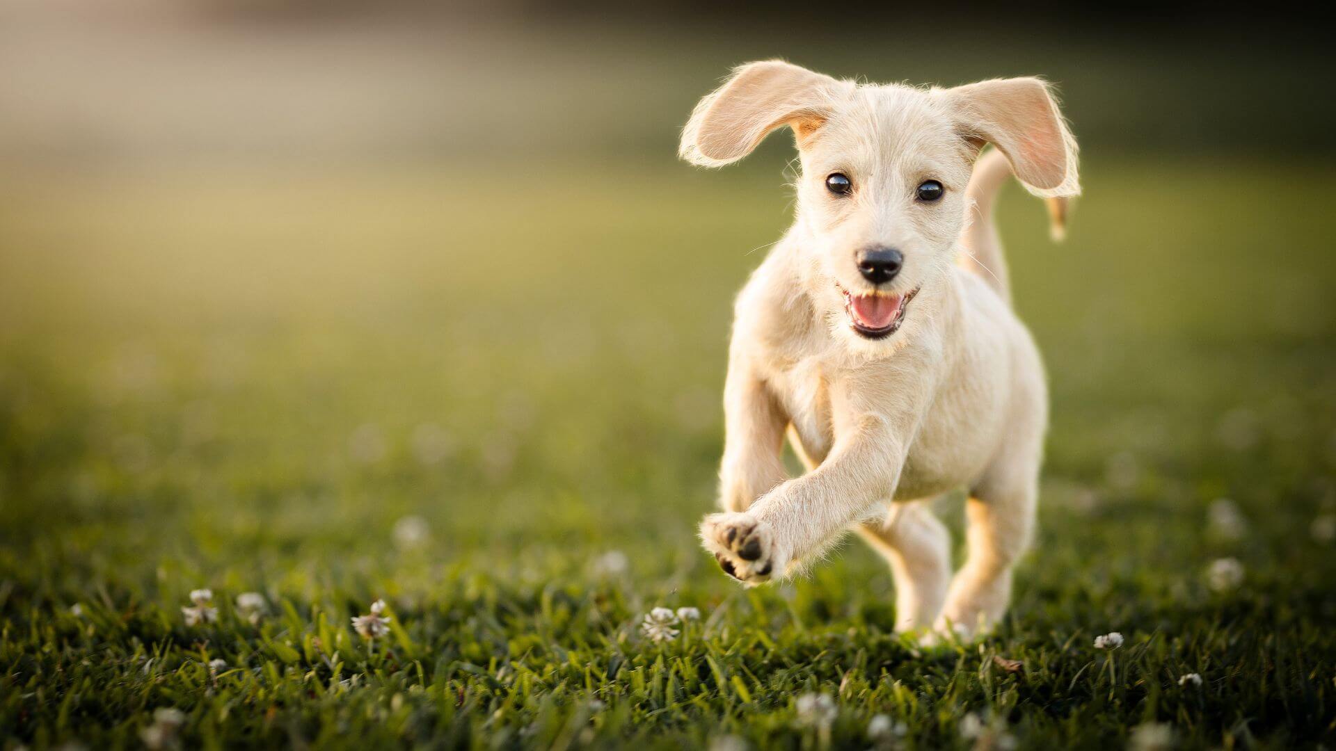 Star Veterinary Hospital Story | Vet In Toronto, ON