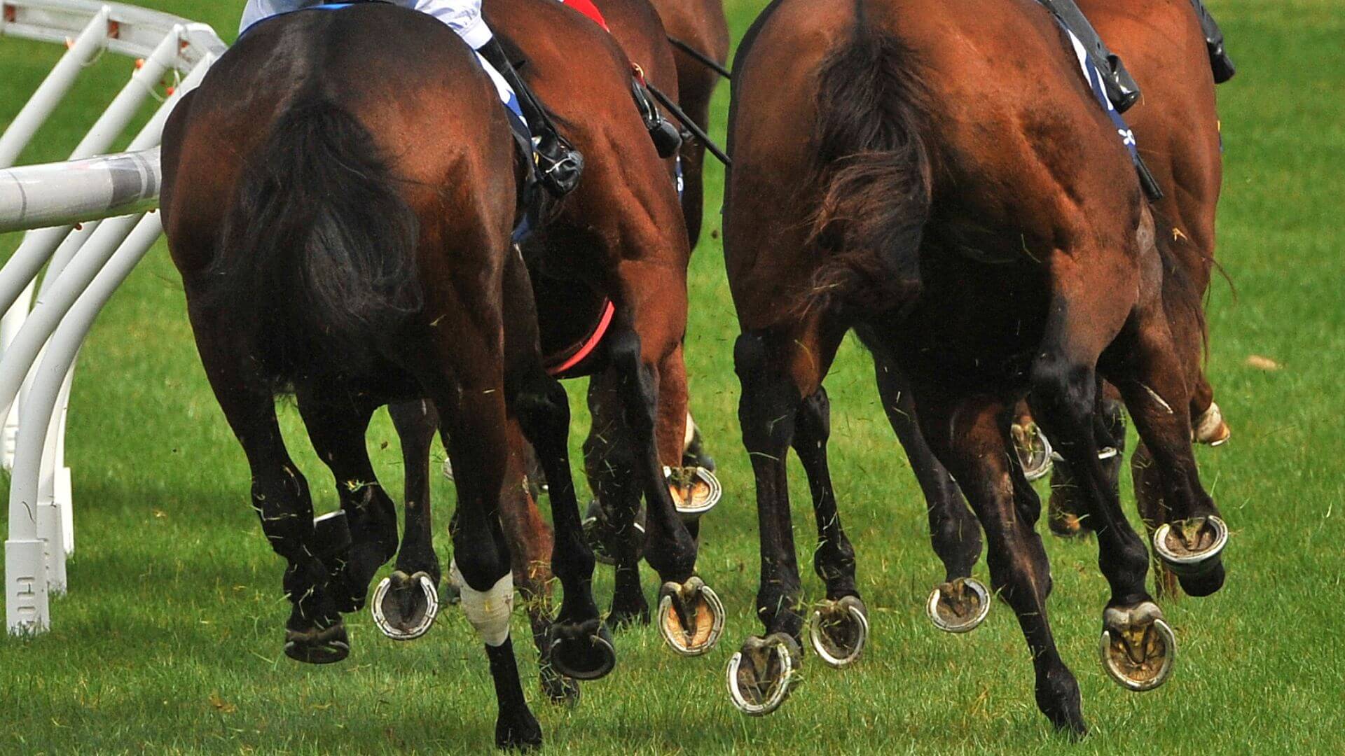 Why Do Horses Need Horseshoes? | Star Veterinary Hospital