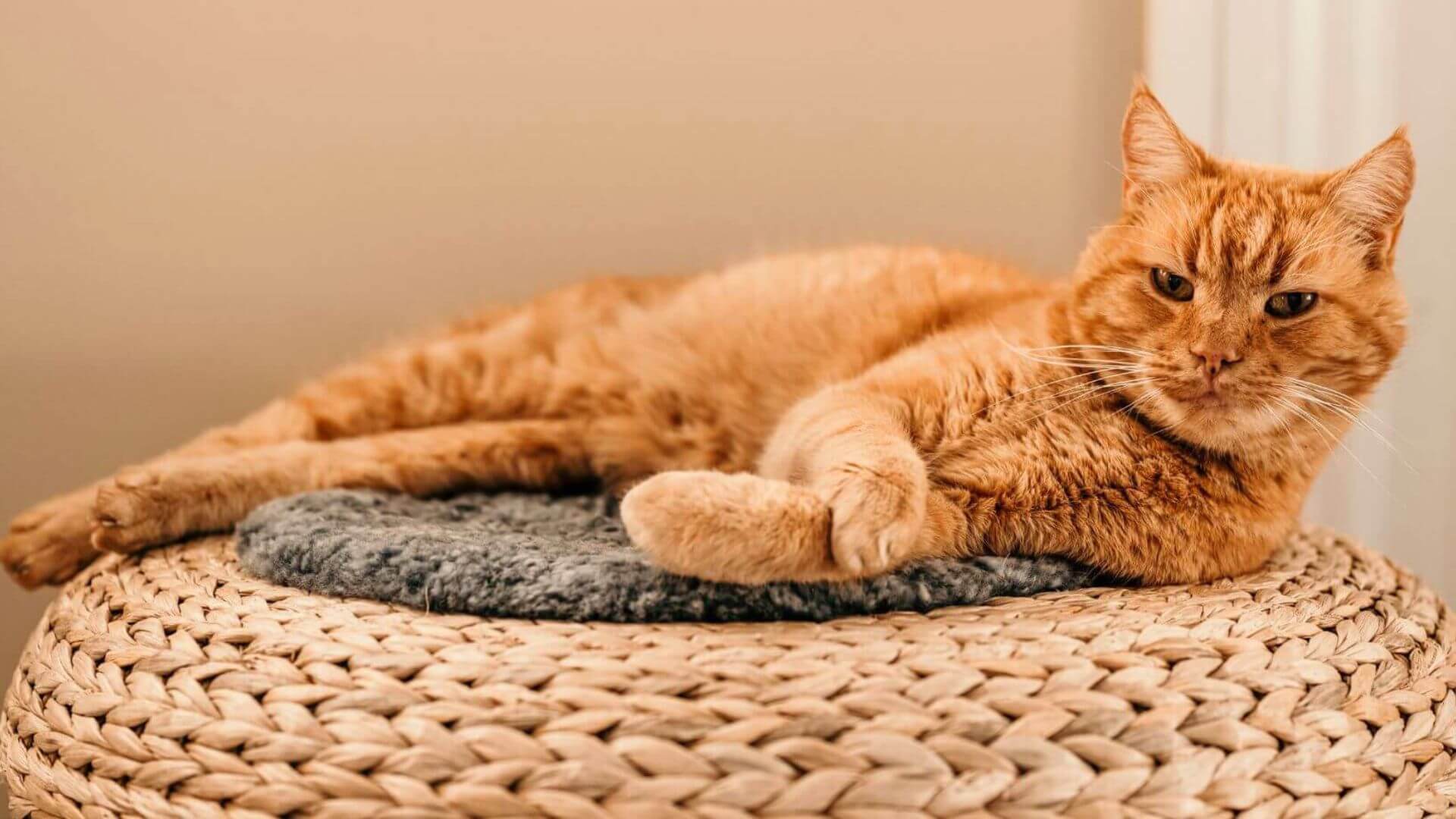 Client Centre | Star Veterinary Hospital