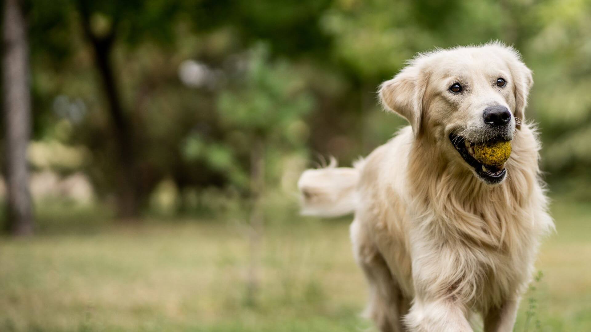 Patient Portal | Star Veterinary Hospital