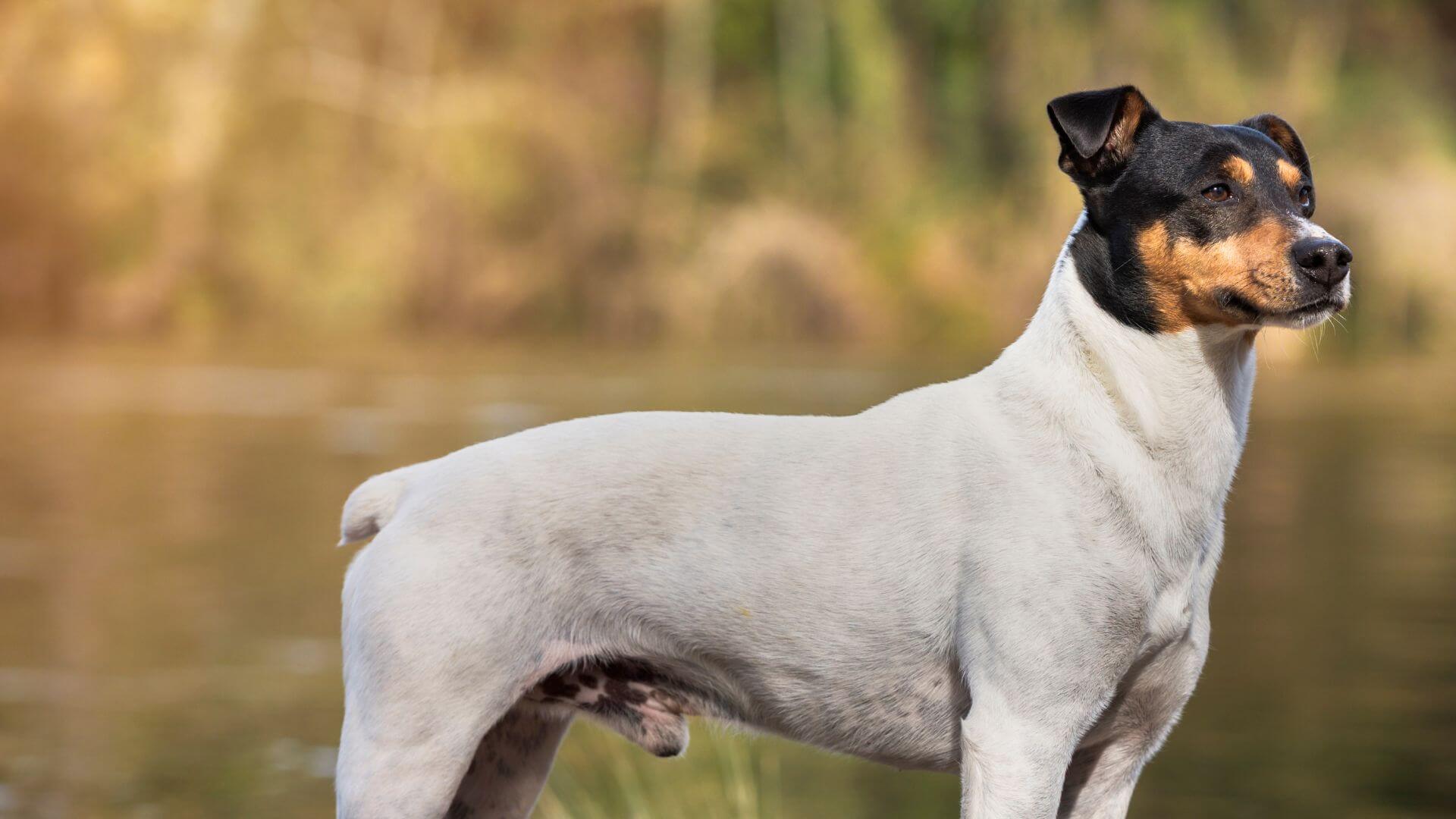 Pet General Medicine In Toronto, ON | Star Vet Hospital