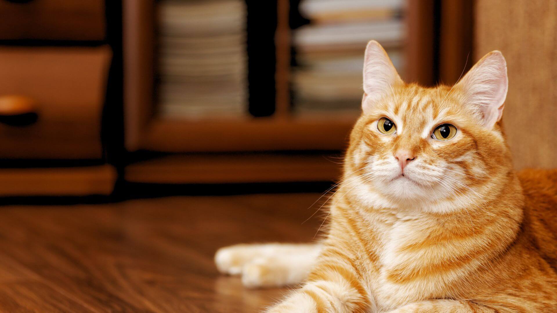 Pet Surgical Services In Toronto, ON | Star Vet Hosptial